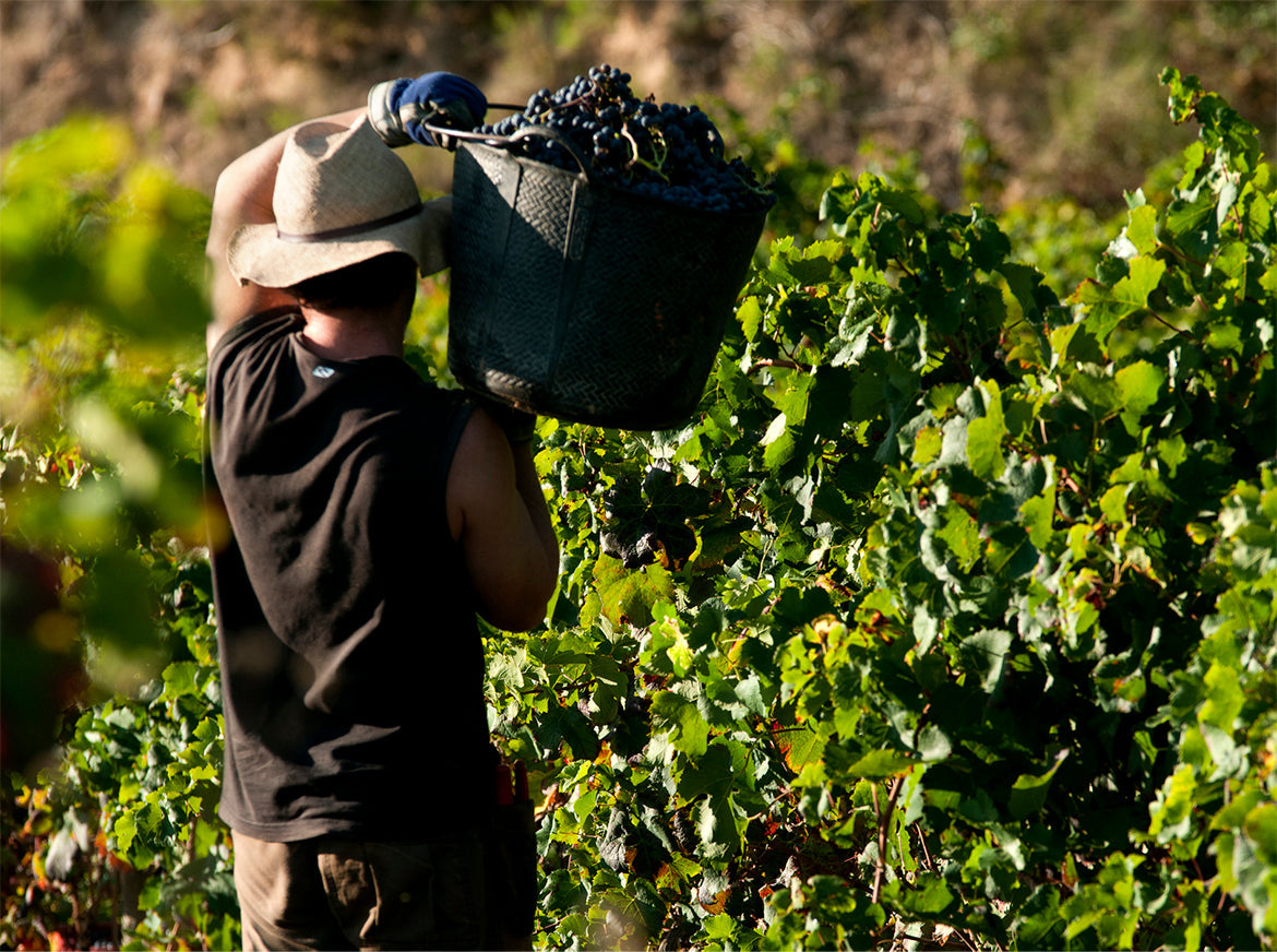 What 24 Hours of Harvest Looks Like – Verve Wine NYC
