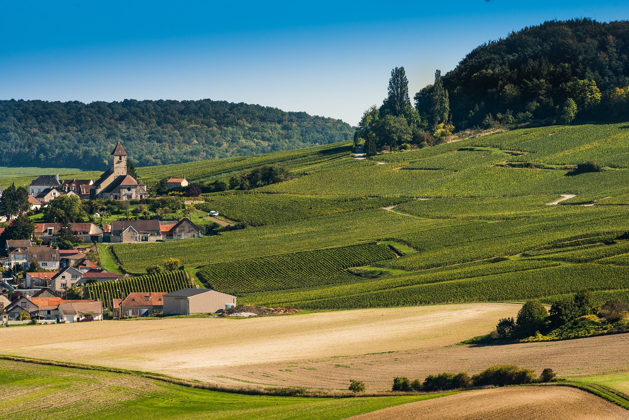 champ.jpg?v=1660249975